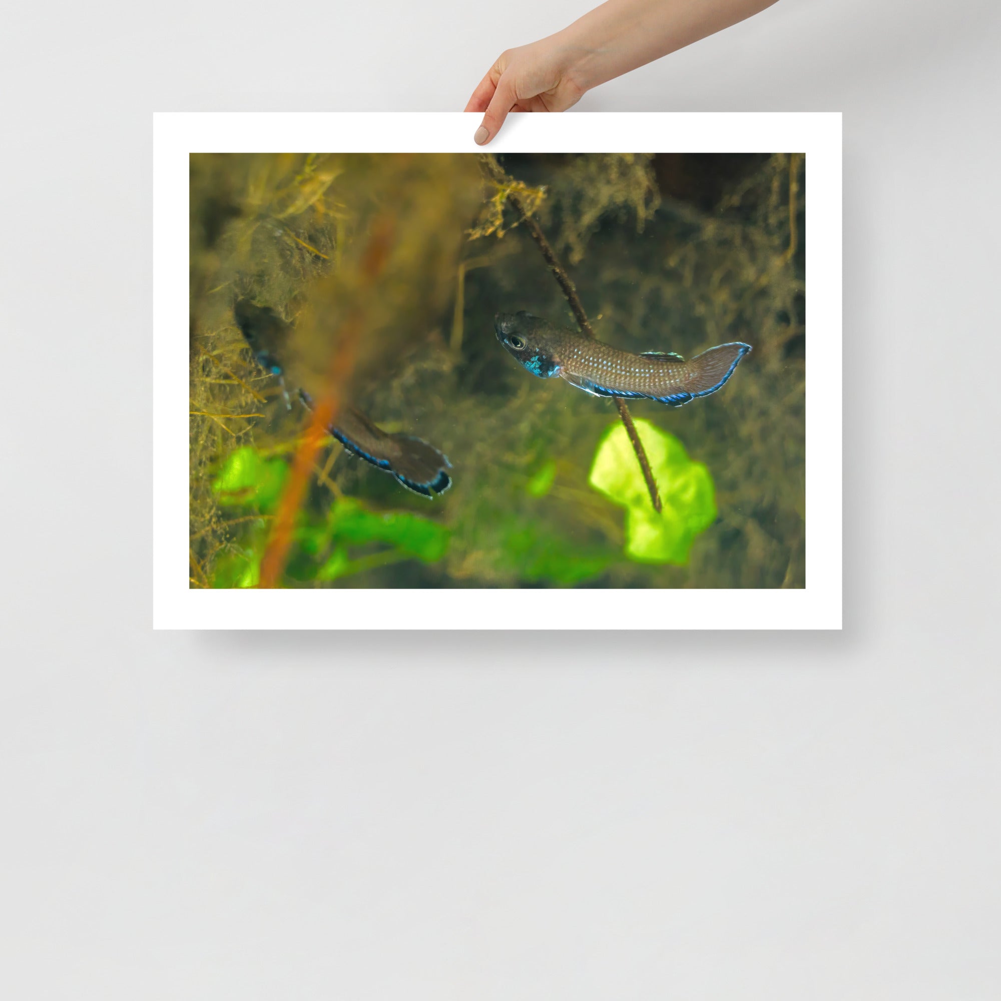 Krabi Mouth Brooding Betta (Betta simplex) in the wild - Natural Habit ...